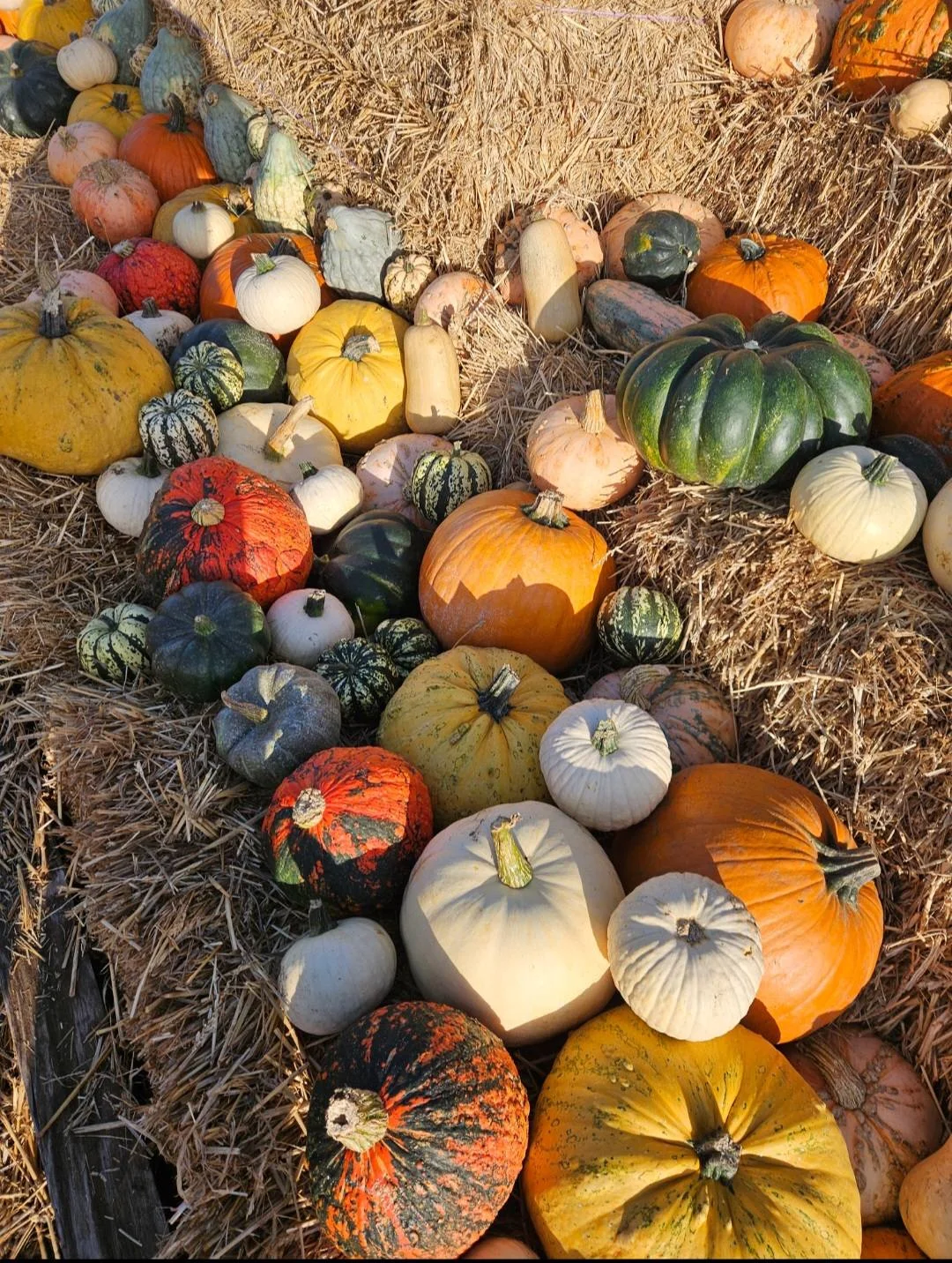 The Secret Farm Pumpkin Patch Fun - Love Bedford